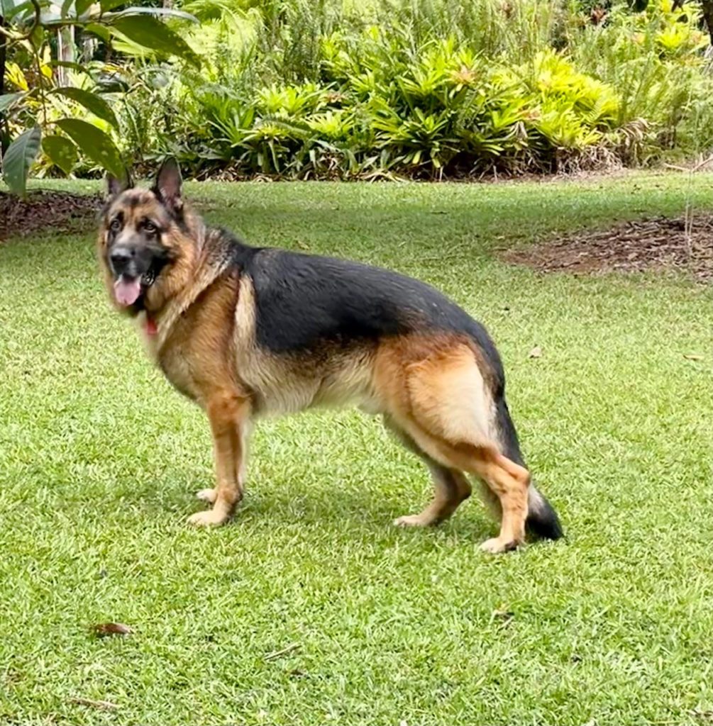 Alpha K9 Kennels Greenville Sc at Harold Spence blog